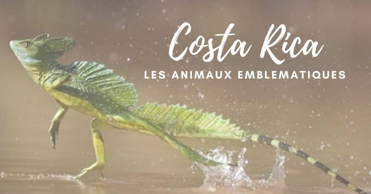 Faune Costa Rica : à la découverte des animaux du Costa Rica