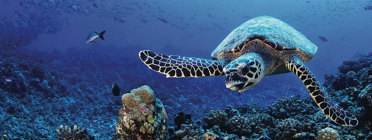 Faune en Polynésie française : quels animaux y verrez-vous