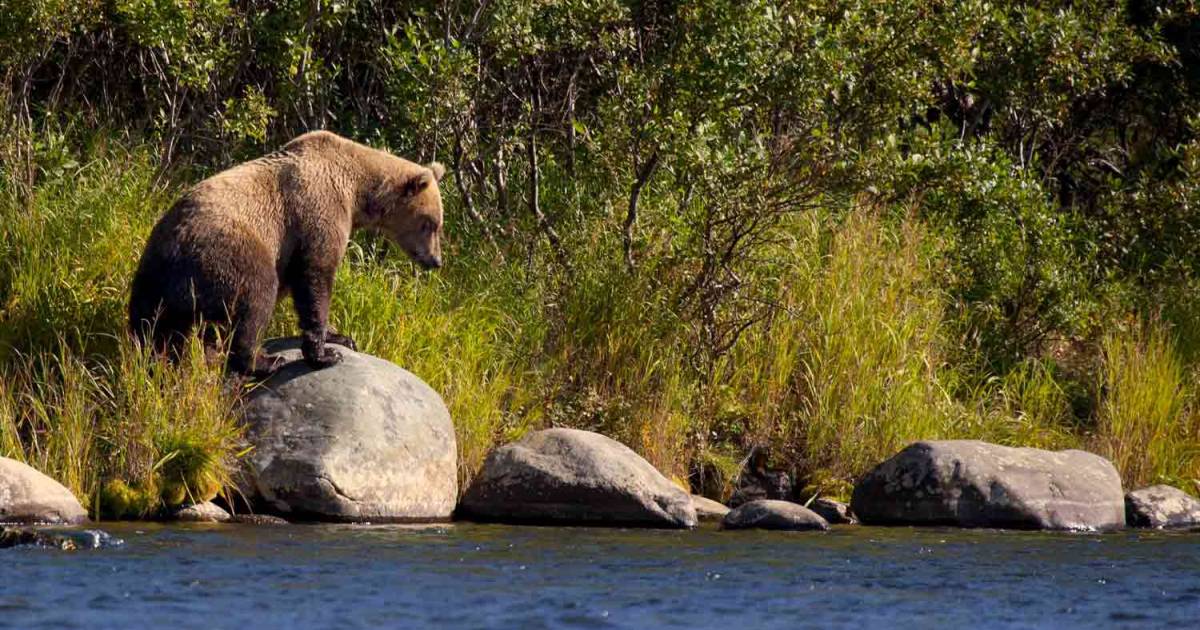 Animaux d’Alaska : la vie de la faune rythmée par le cycle des saisons