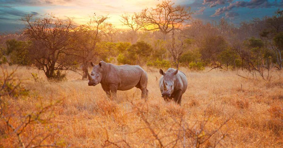 Safari au Parc Kruger : Découverte et aventure unique