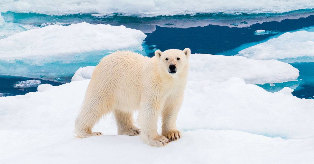 Croisière au Spitzberg 2026, cap vers l'Arctique et les ours polaires