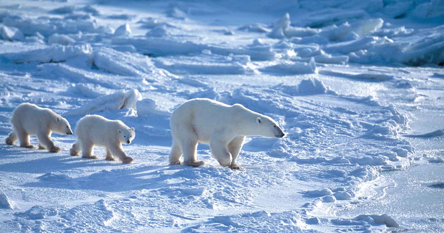 Croisière Spitzberg Arctique, la fascination du Grand Nord